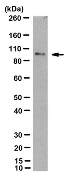 Anti-Ago1 Antibody, clone 4B8 | MABE1121